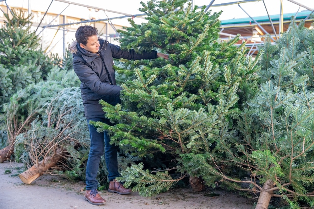 How to choose the right Christmas tree - Swarkestone Nursery & Garden ...