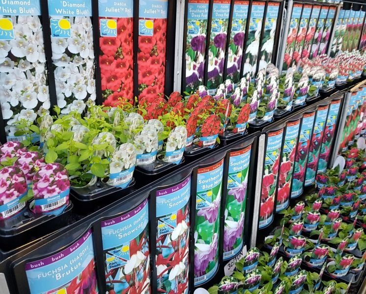 Plug plants are now in stock - Swarkestone Nursery & Garden Centre ...